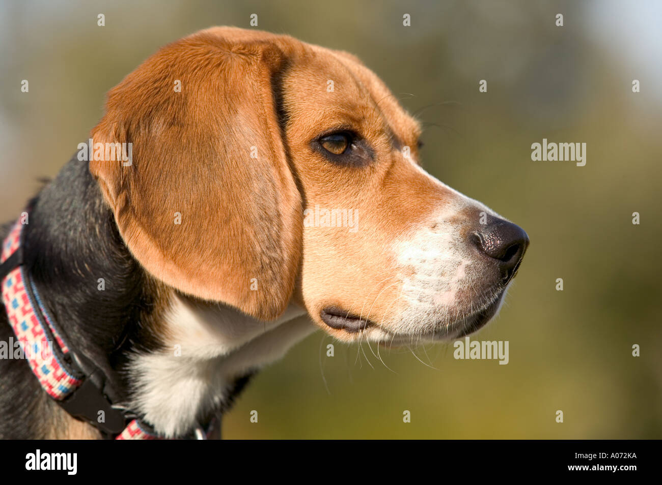 Beagle purebred dog model released image Stock Photo - Alamy