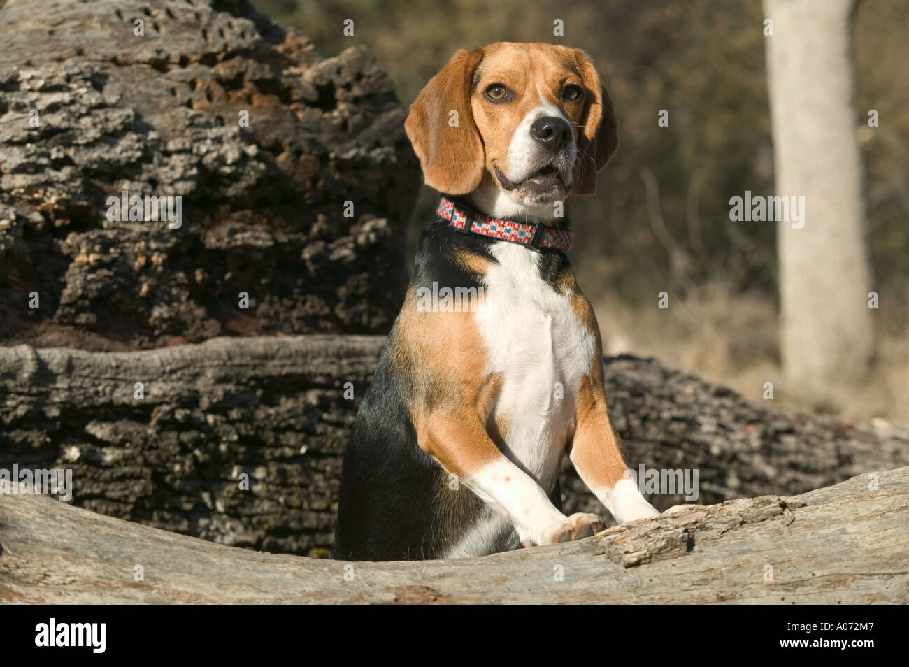 Beagle purebred dog model released image Stock Photo - Alamy