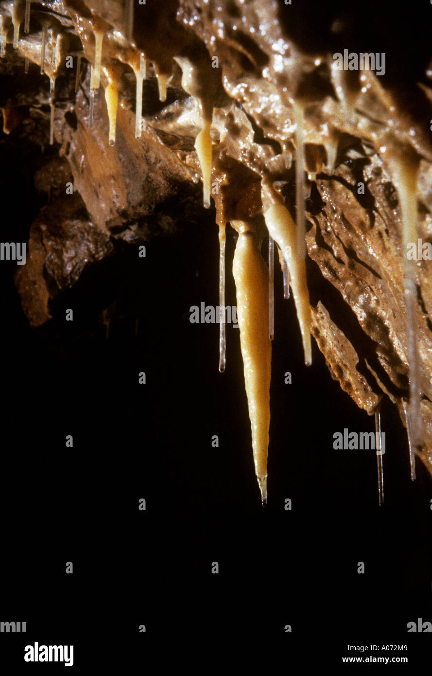 Carrot Underground High Resolution Stock Photography and Images - Alamy