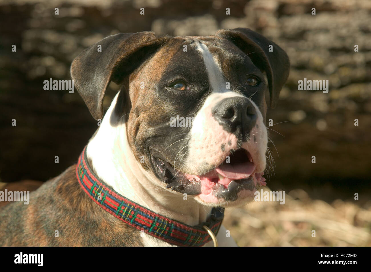 Boxer dog Model released image Stock Photo - Alamy