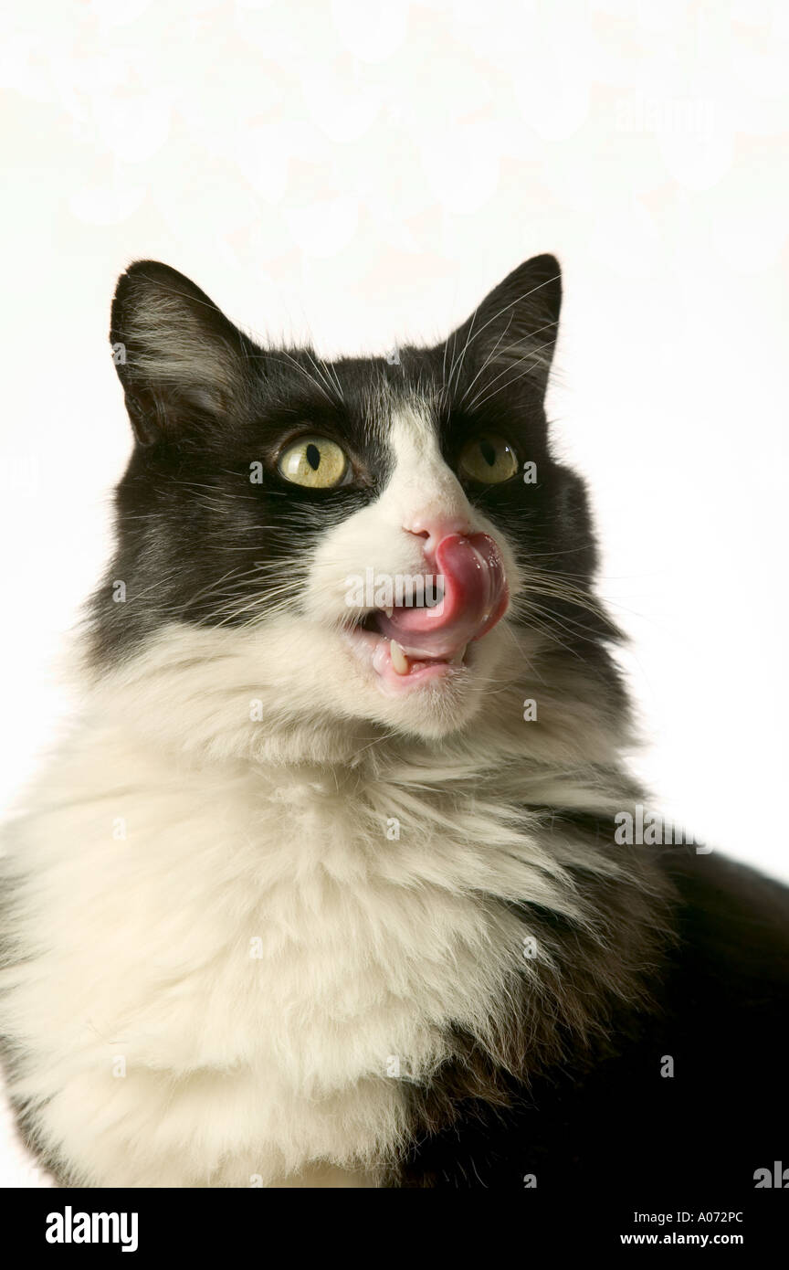 Black white image released hi-res stock photography and images - Alamy