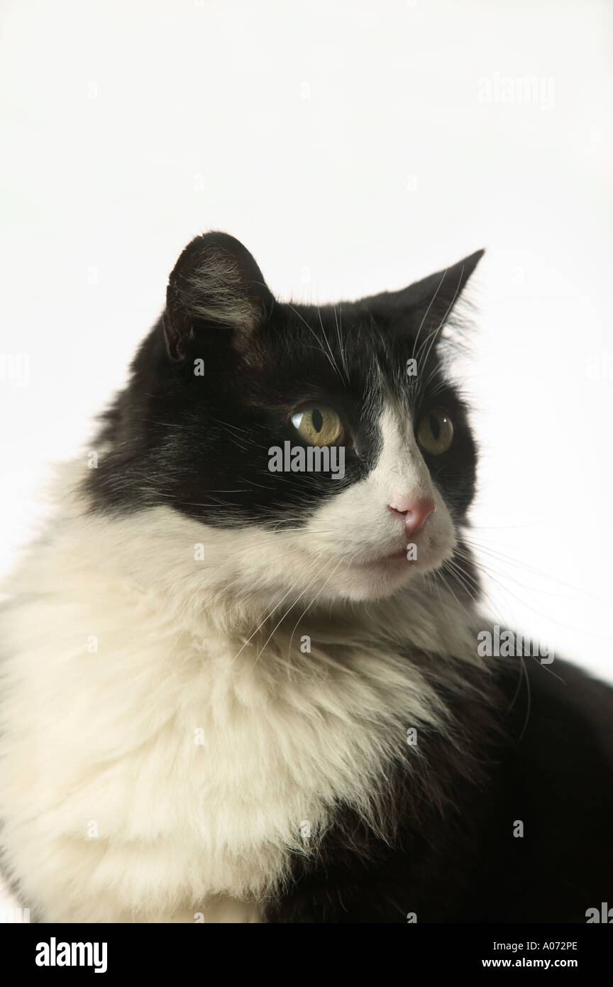 Portrait black white image hi-res stock photography and images - Alamy