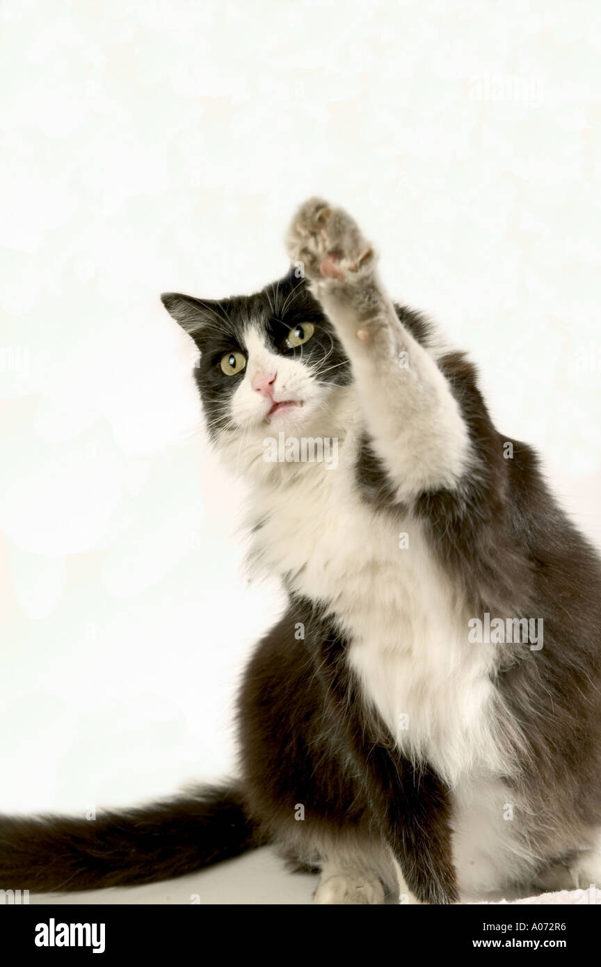 Cat air hi-res stock photography and images - Alamy