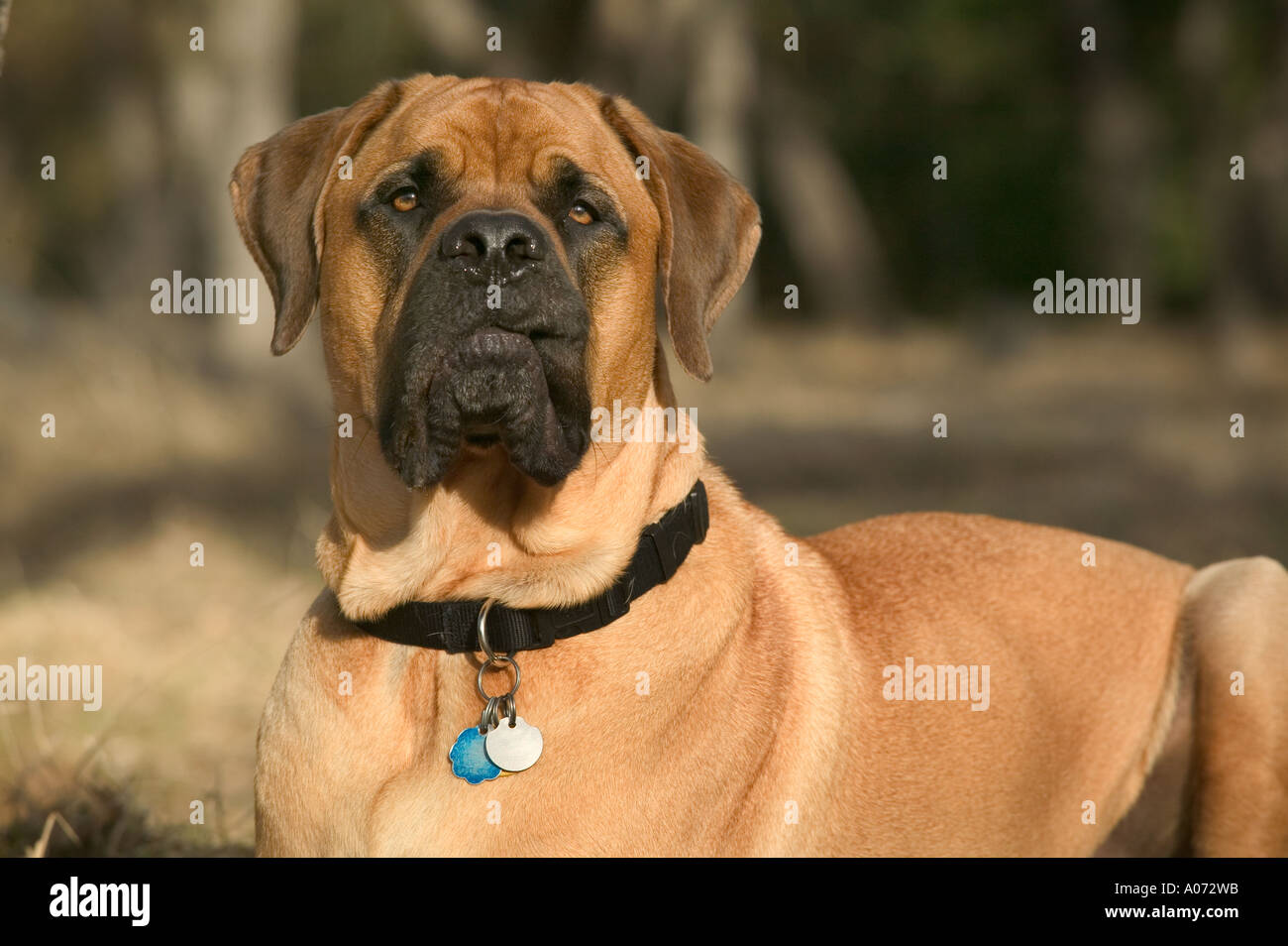 Mastiff dog hi-res stock photography and images - Alamy