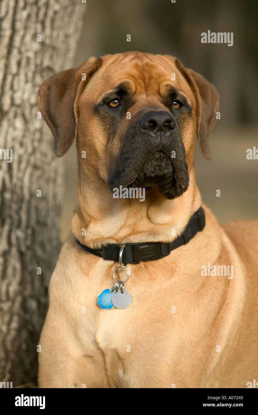 Mastiff dog hi-res stock photography and images - Alamy