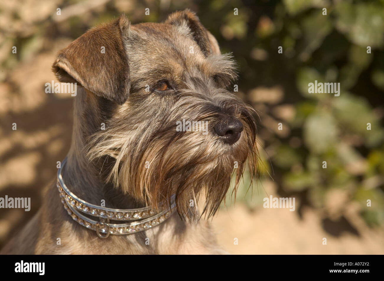 Miniature Schnauzer Dog Model Released Image Stock Photo - Alamy