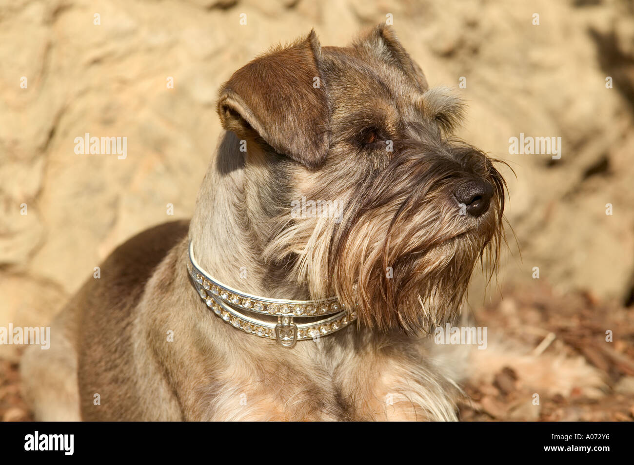 Miniature Schnauzer Dog Model Released Image Stock Photo - Alamy