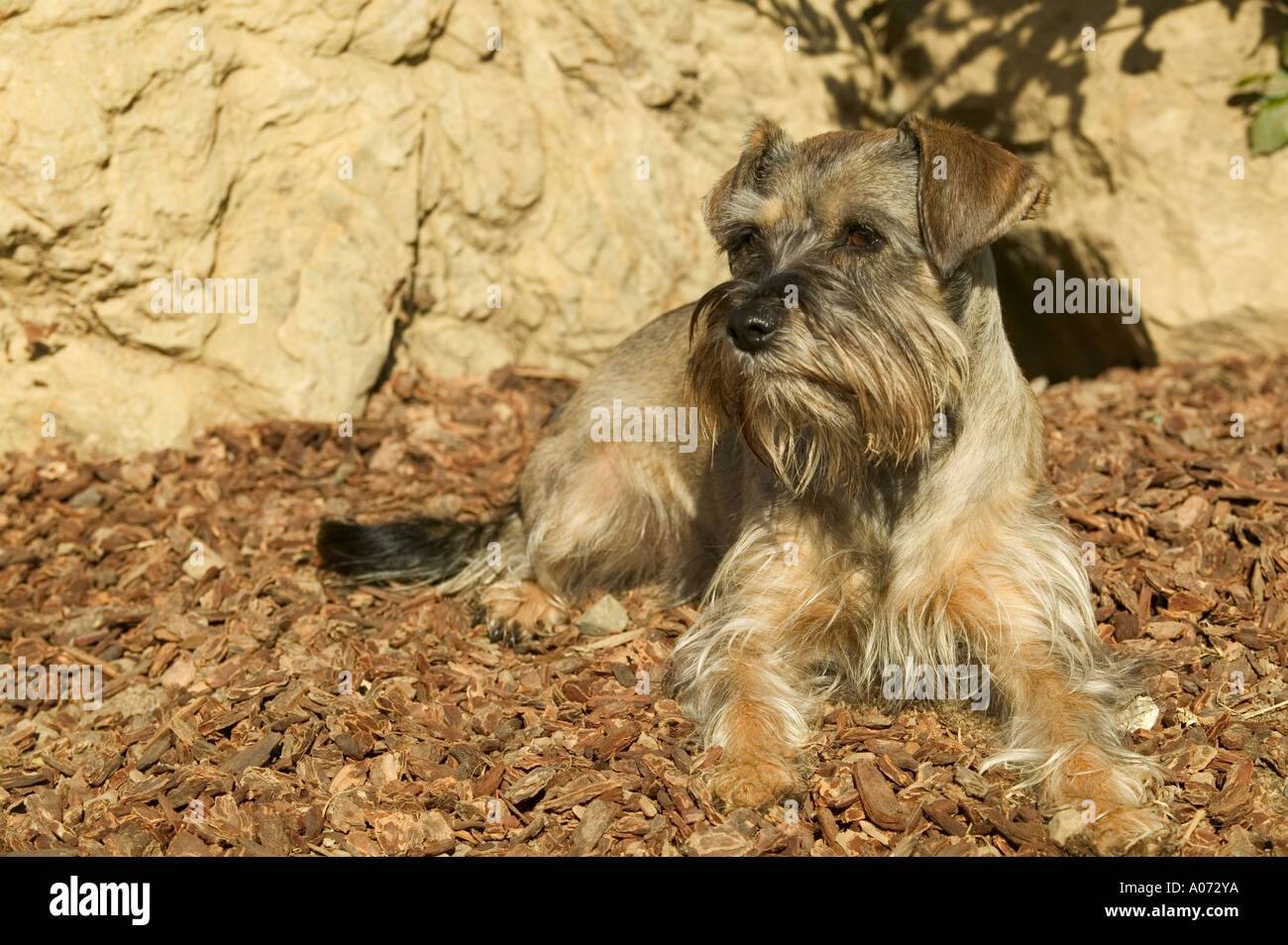 Miniature Schnauzer Dog Model Released Image Stock Photo - Alamy