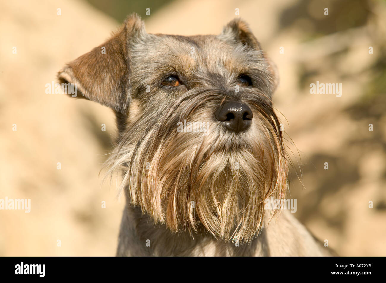 Miniature Schnauzer purebred dog Stock Photo - Alamy