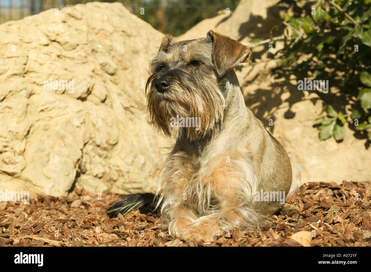 Miniature Schnauzer purebred dog Stock Photo - Alamy
