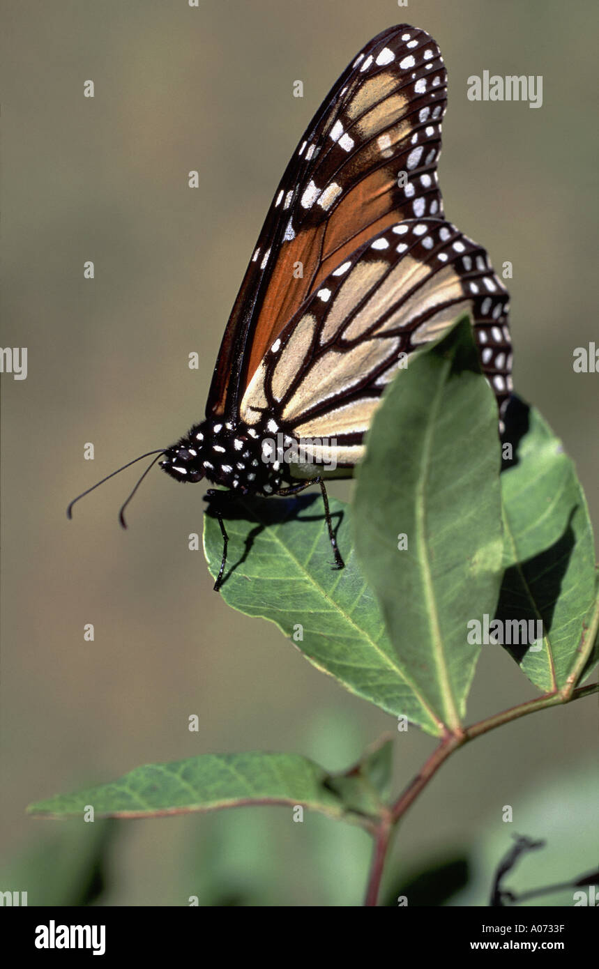 Monarch Butterfly (Danaus plexippus Stock Photo - Alamy