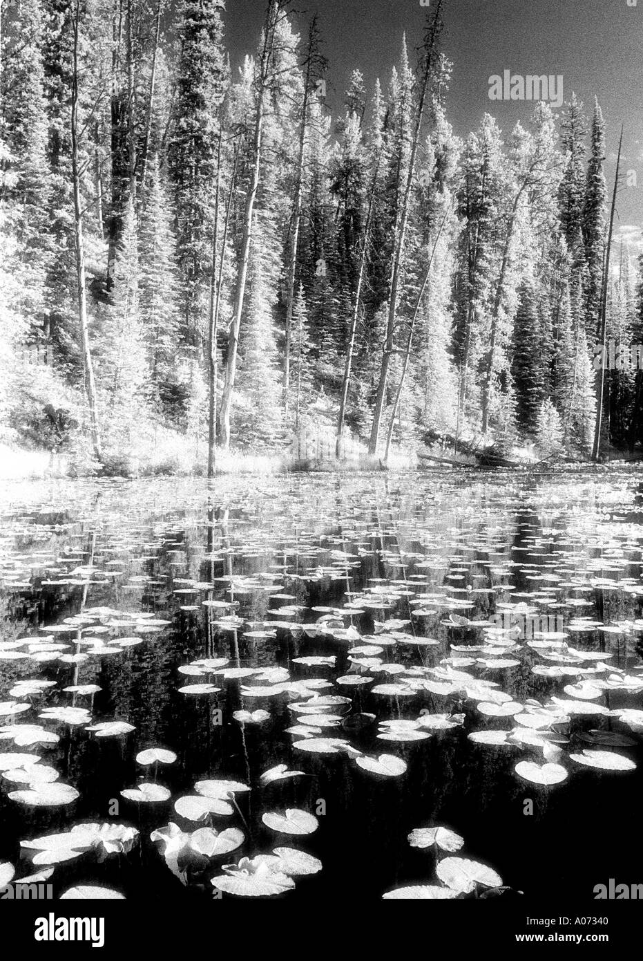 Isa lake yellowstone hi-res stock photography and images - Alamy