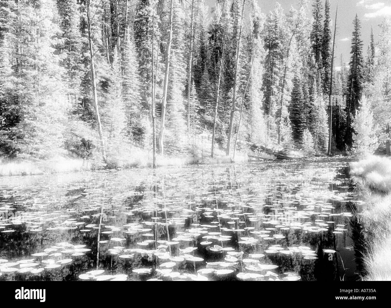 Isa lake yellowstone hi-res stock photography and images - Alamy