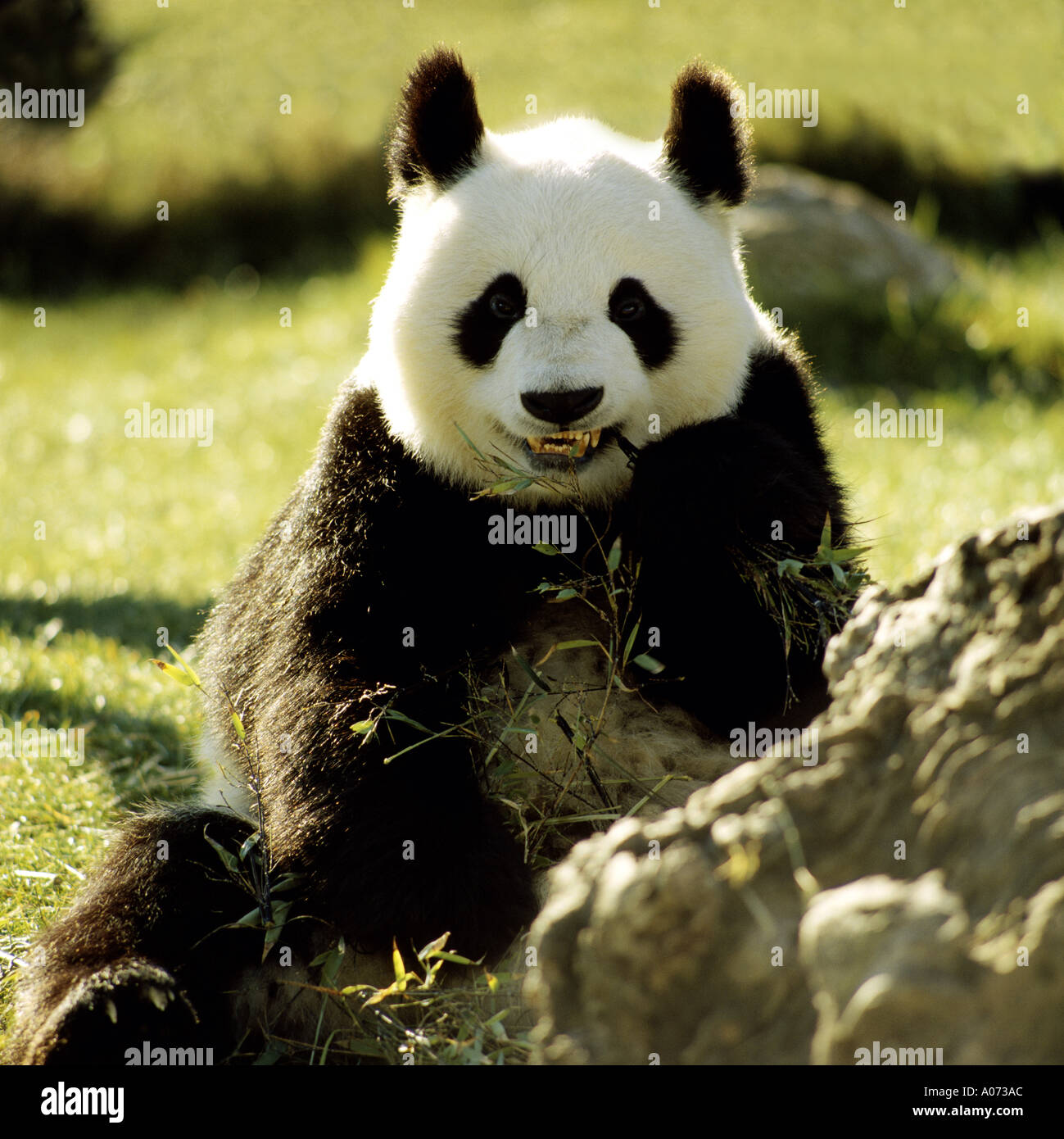 Giant Panda eating Stock Photo - Alamy