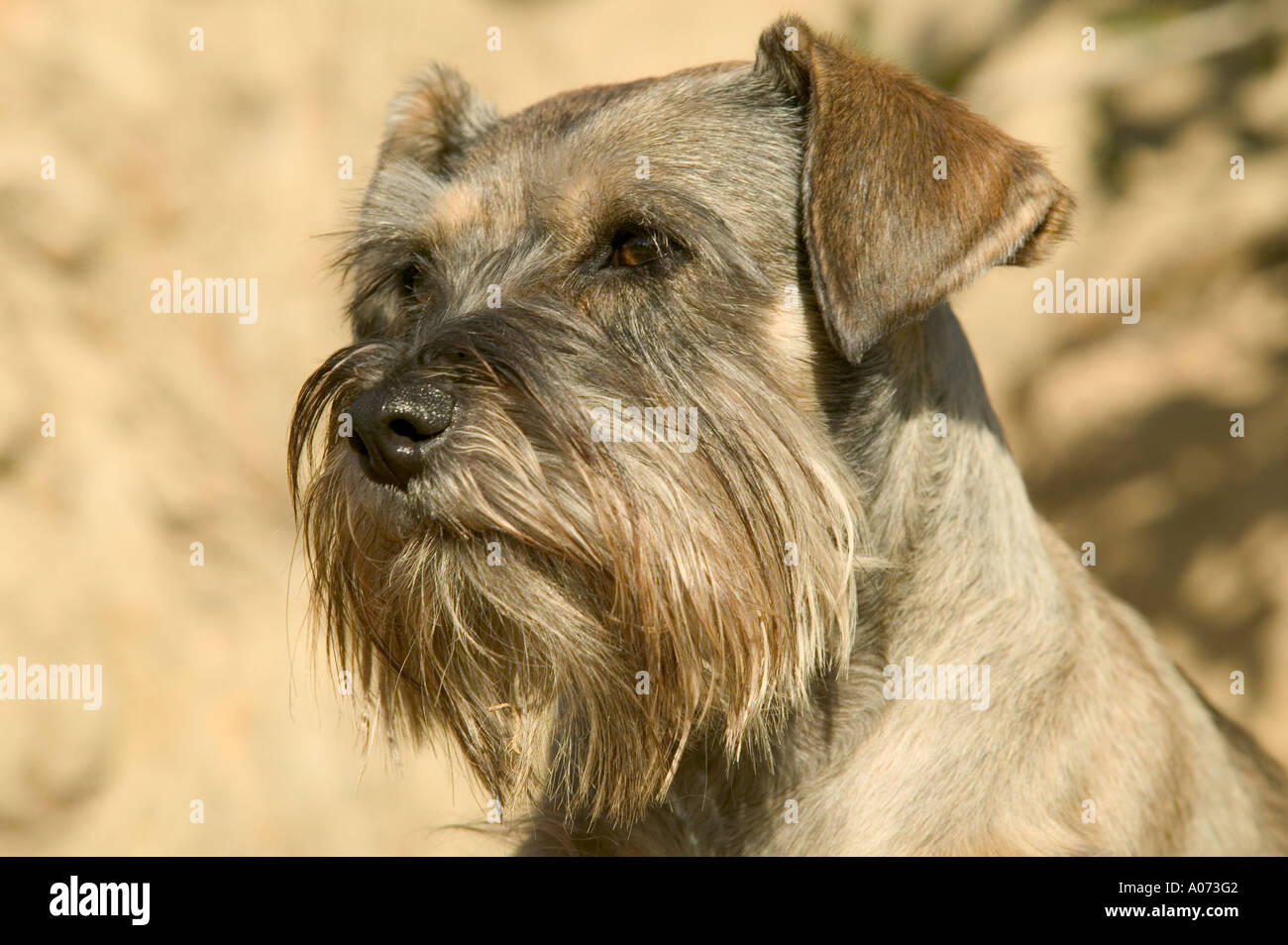 Miniature Schnauzer purebred dog Stock Photo - Alamy