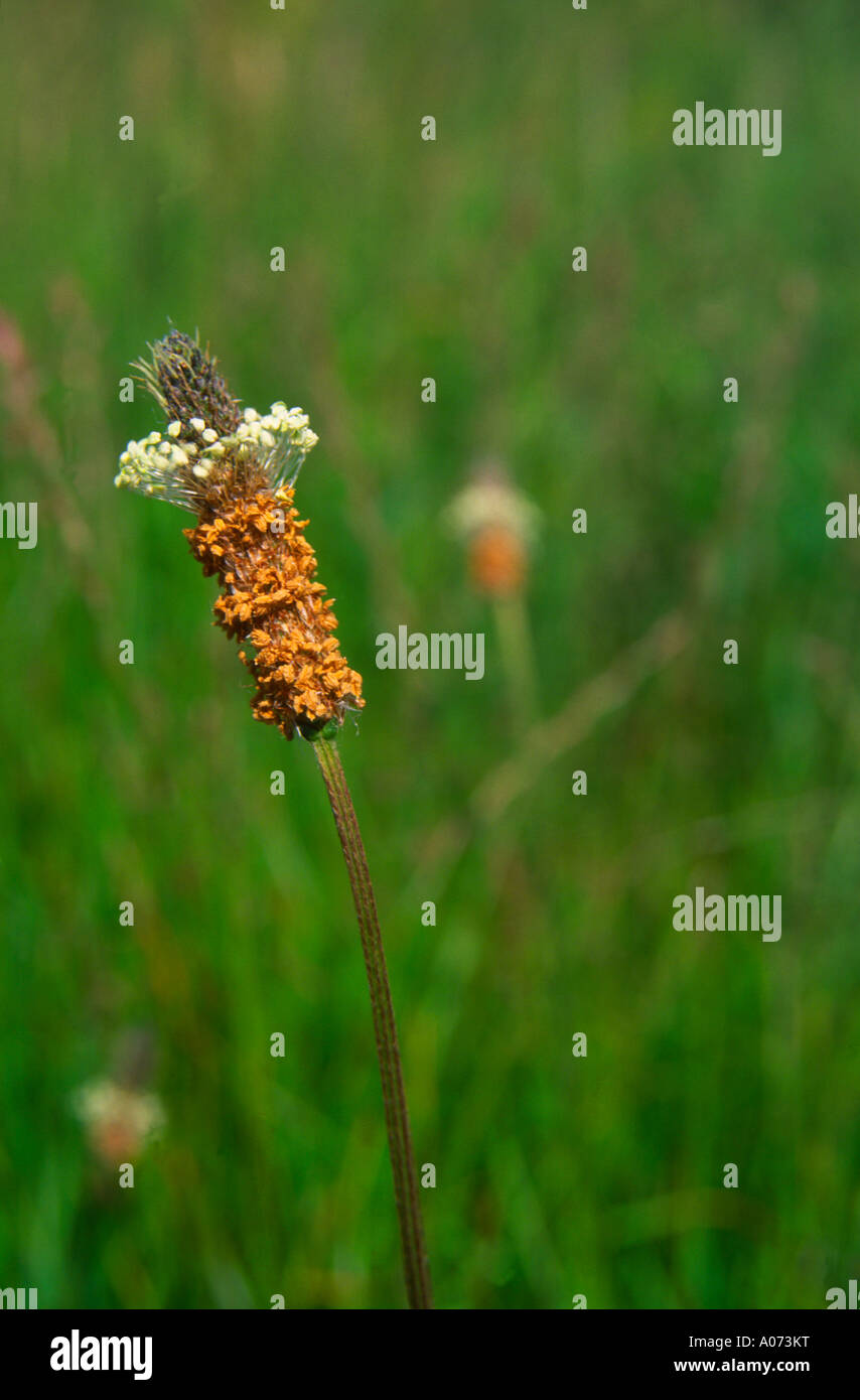 English Plantain Plantago lanceolata or Ribwort Stock Photo - Alamy