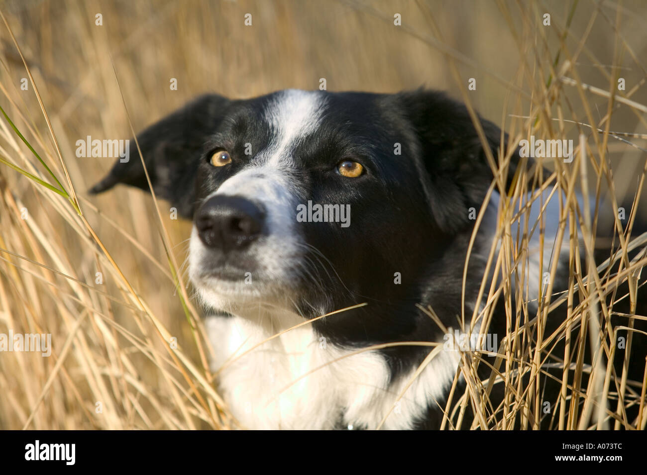 Border Collie purebred dog Model Released Image Stock Photo - Alamy