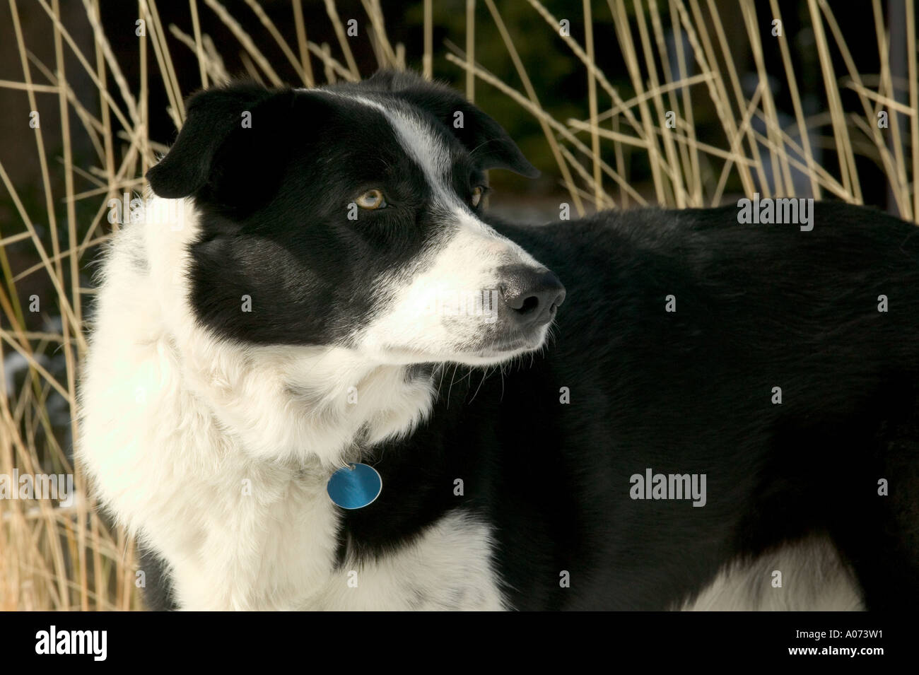 Border Collie Dog model released image Stock Photo - Alamy