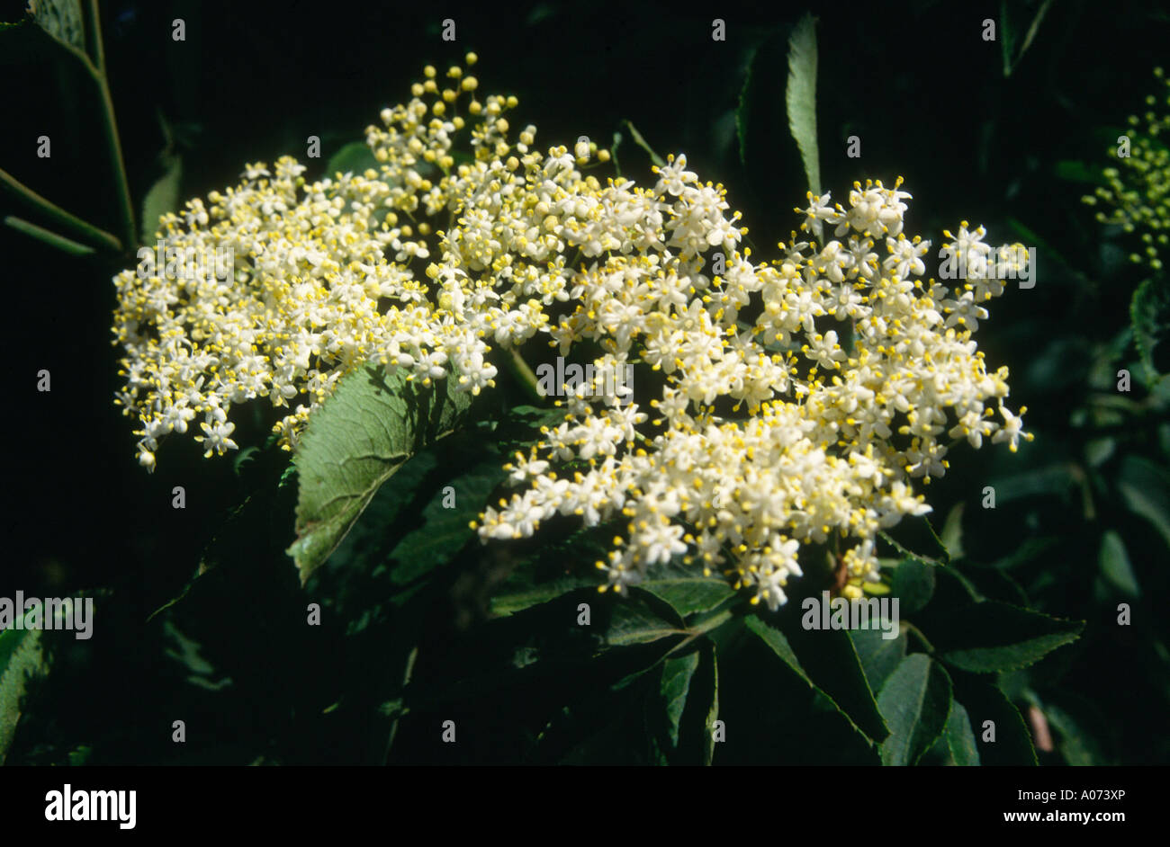 Elder trees flower blossom and leaves close up Suffolk England Stock ...