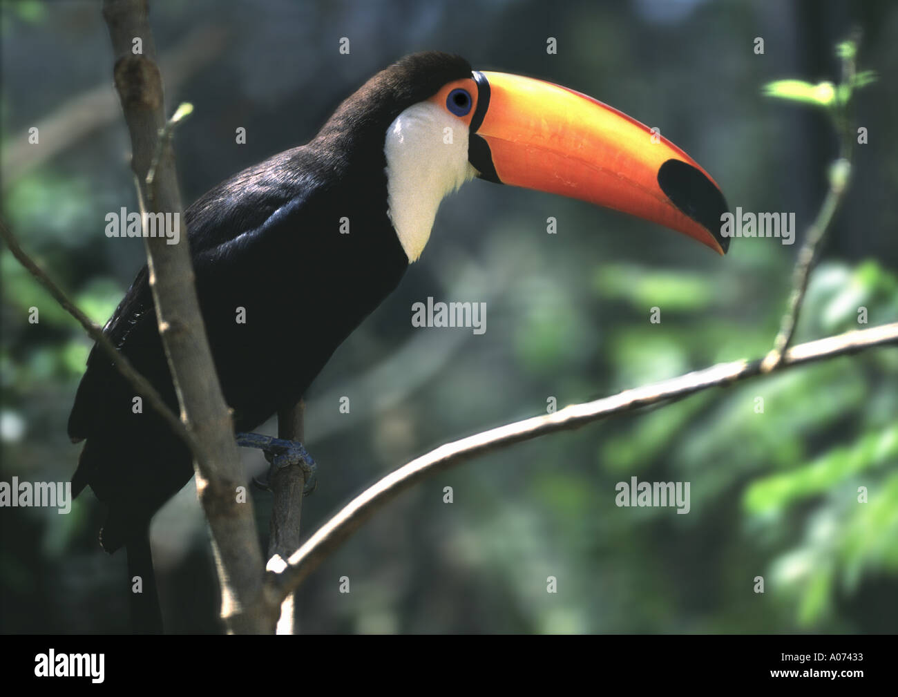 Guatemala quetzaltenango birds hi-res stock photography and images - Alamy