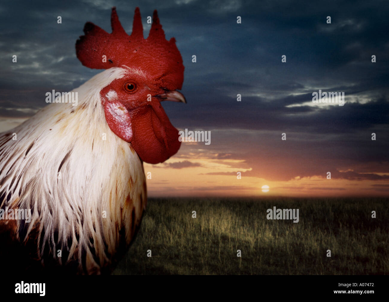 Cockeral hi-res stock photography and images - Alamy