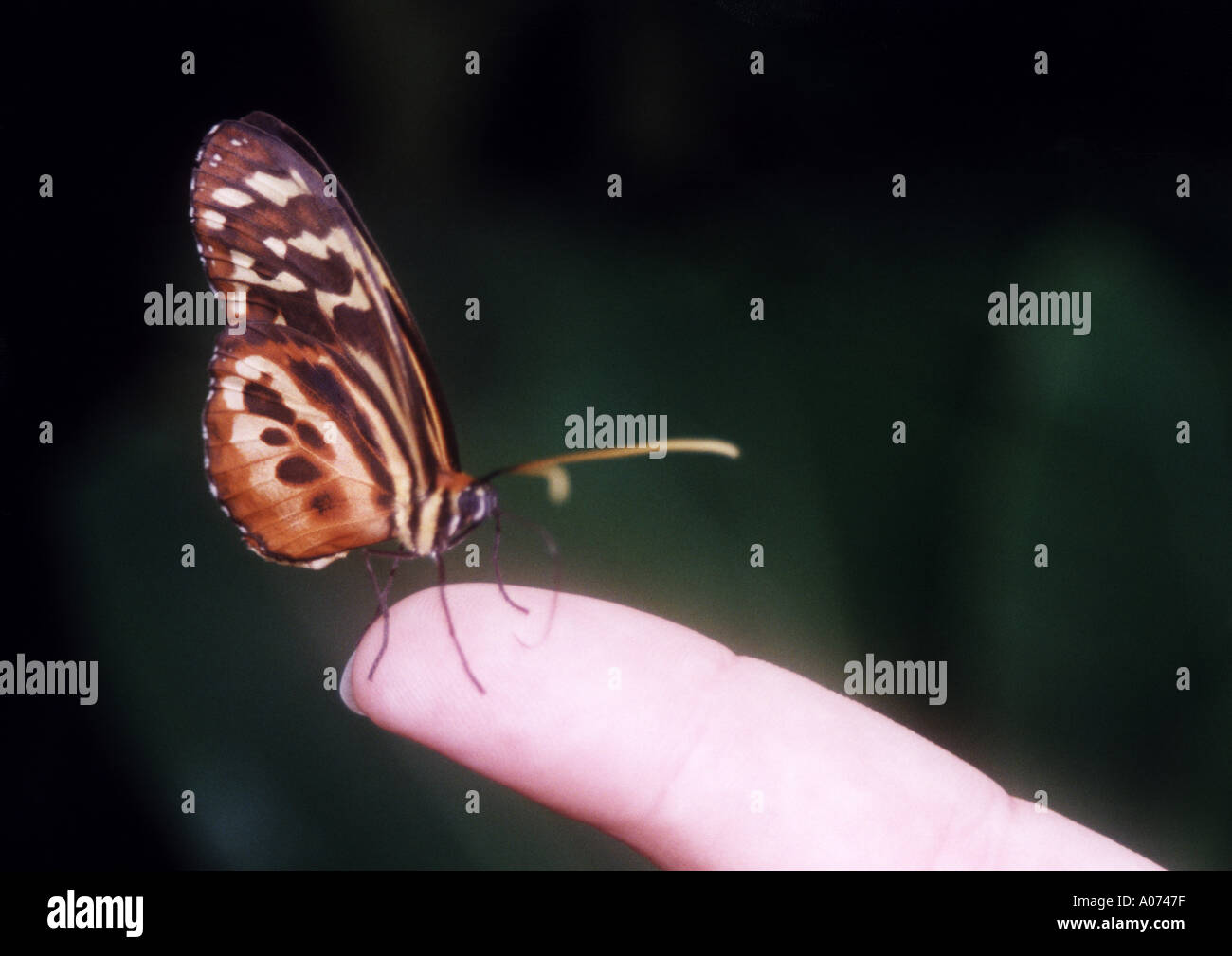 Touch insect hi-res stock photography and images - Alamy
