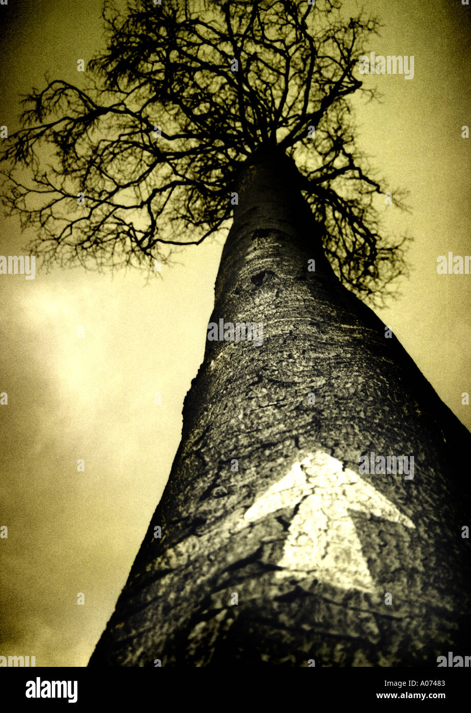Arrow on tree Stock Photo - Alamy