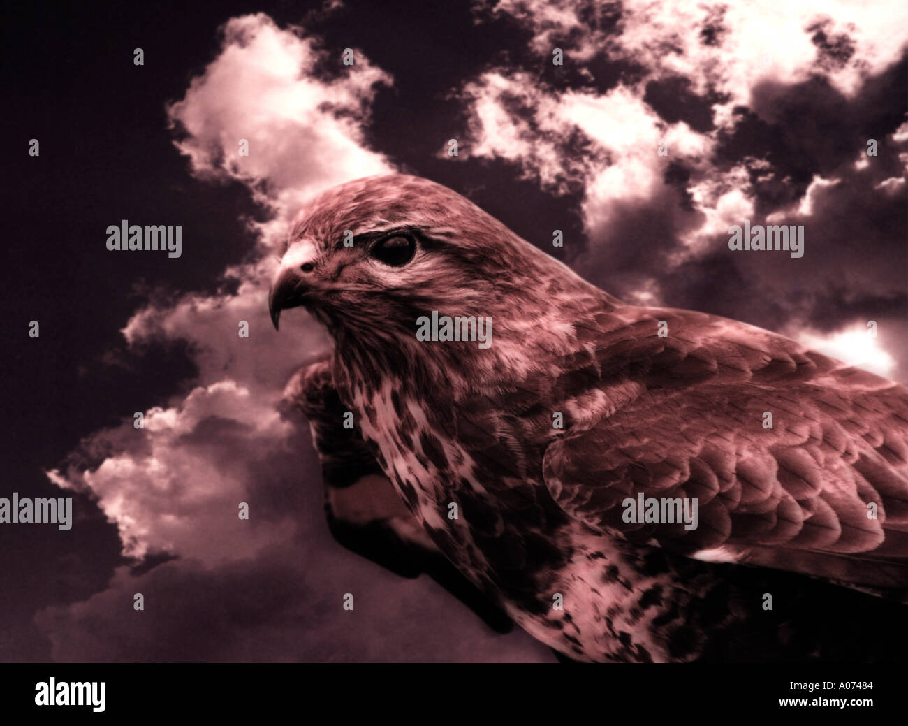 Hawk watching hi-res stock photography and images - Alamy