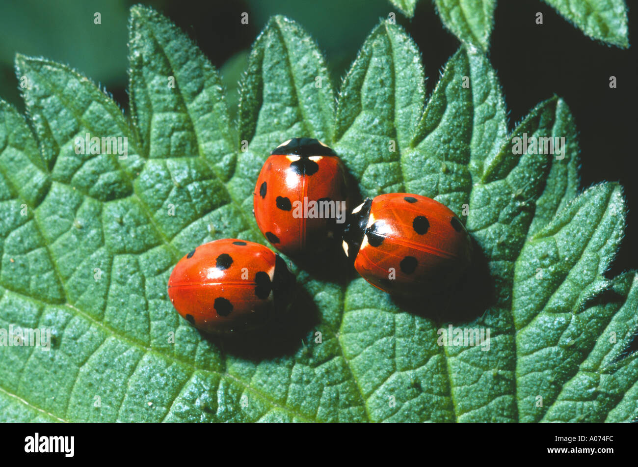 7-spot ladybirds Coccinella 7-punctata on stinging nettle leaf Stock ...