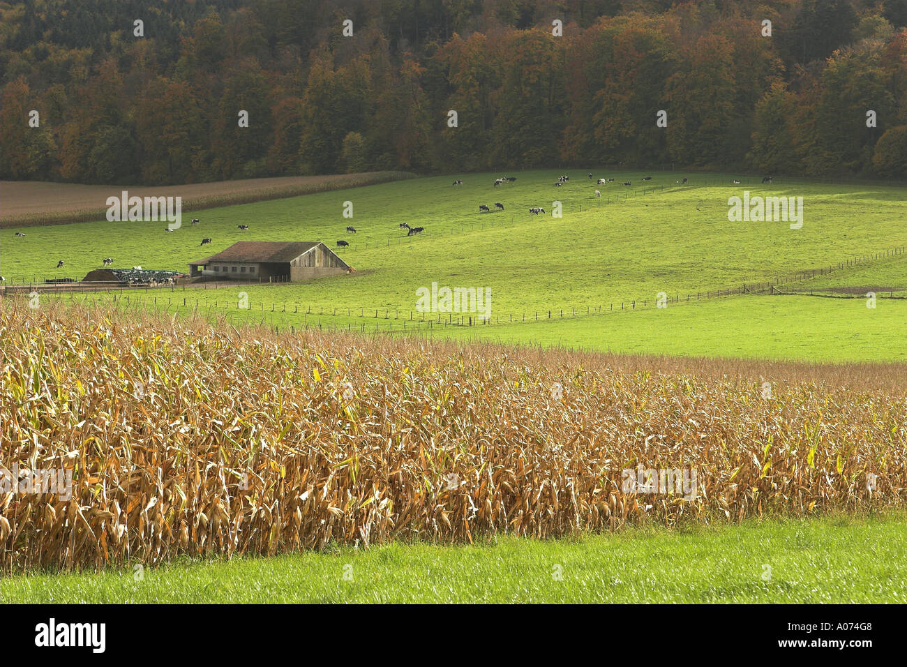 Alsace barn hi-res stock photography and images - Alamy