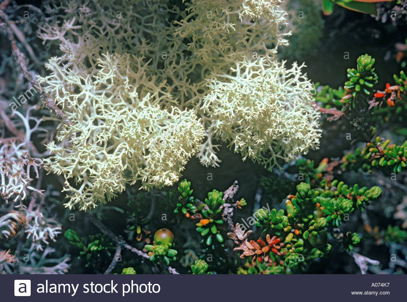 Reindeer Lichen Canada High Resolution Stock Photography and Images - Alamy