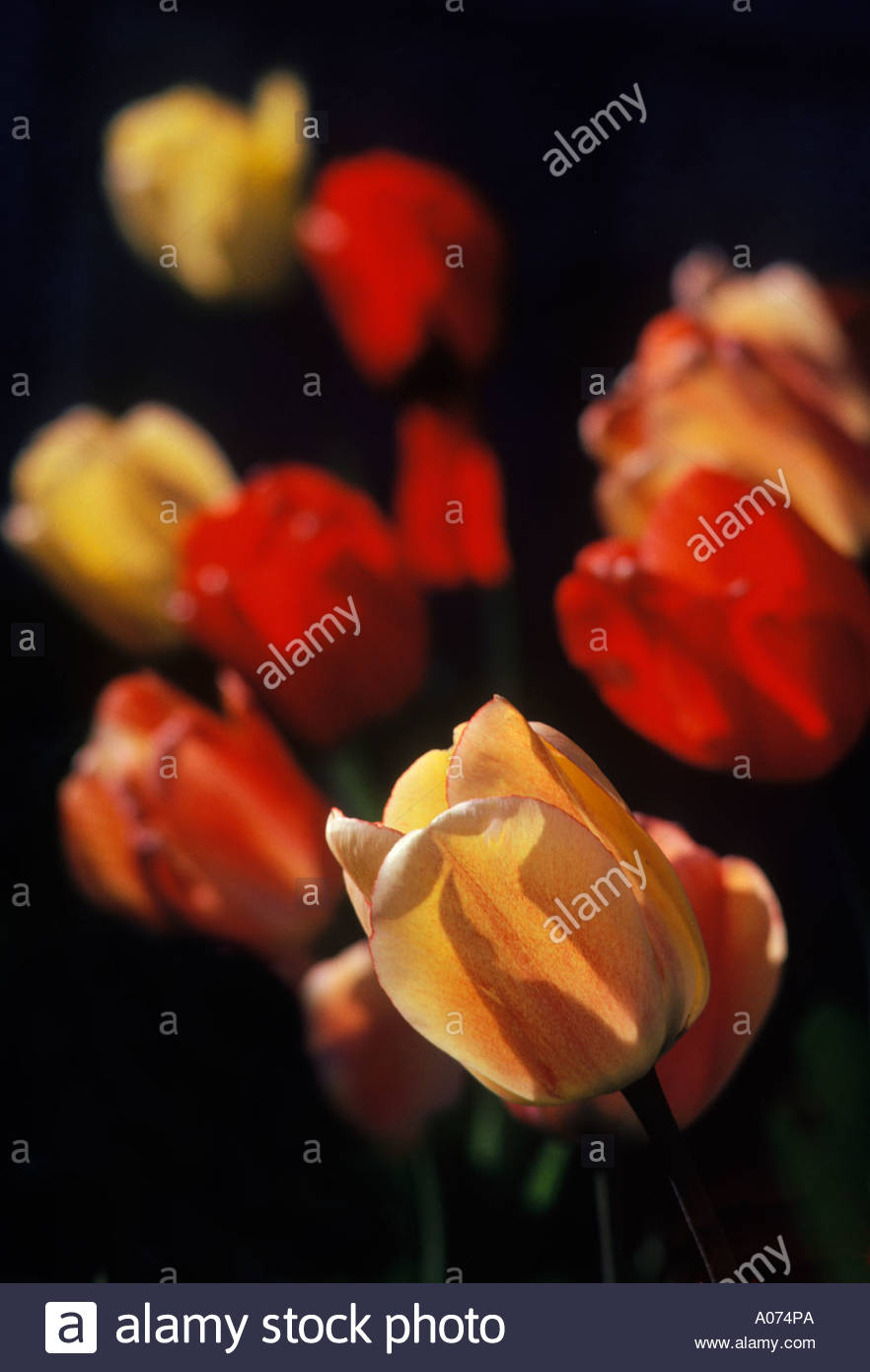 Perennial Flower Ontario High Resolution Stock Photography and Images ...