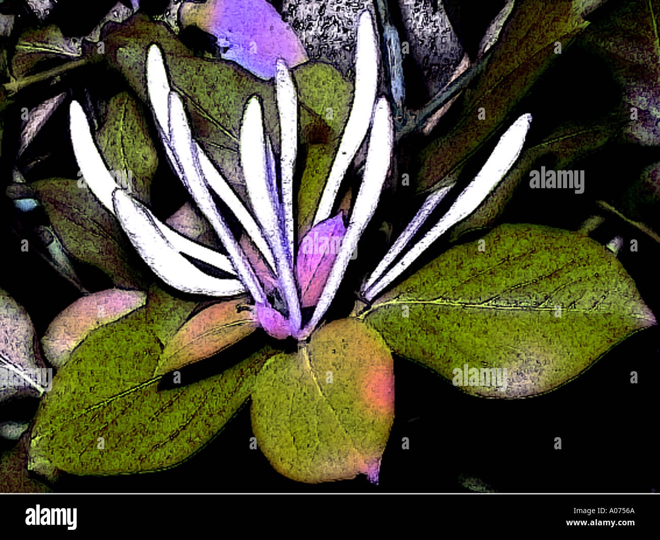 Alien foliage hi-res stock photography and images - Alamy