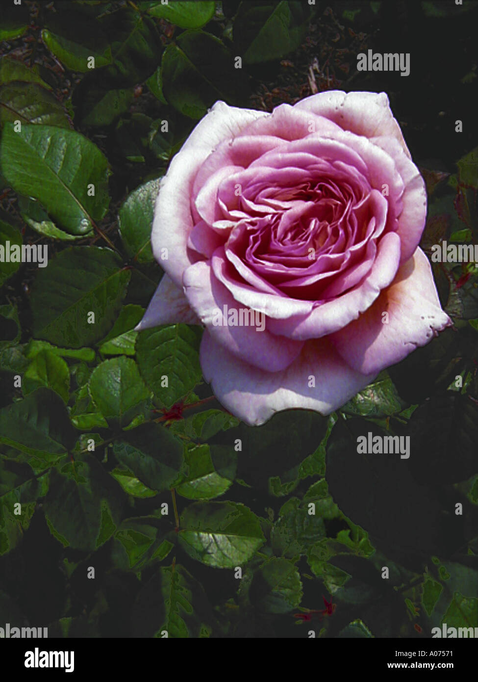 Deep Pink Rose Stock Photo - Alamy