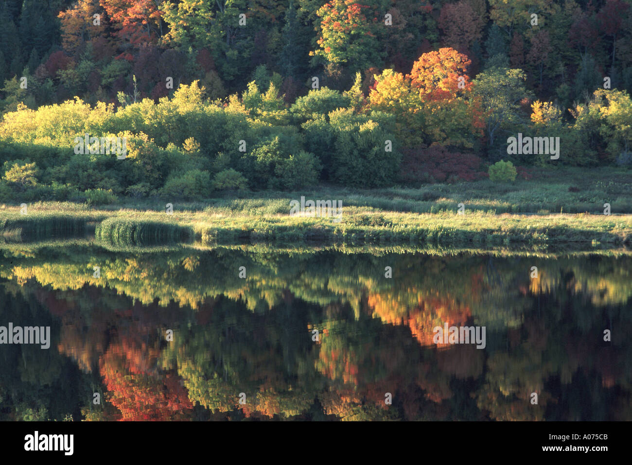 fall along St John River Canada Stock Photo - Alamy