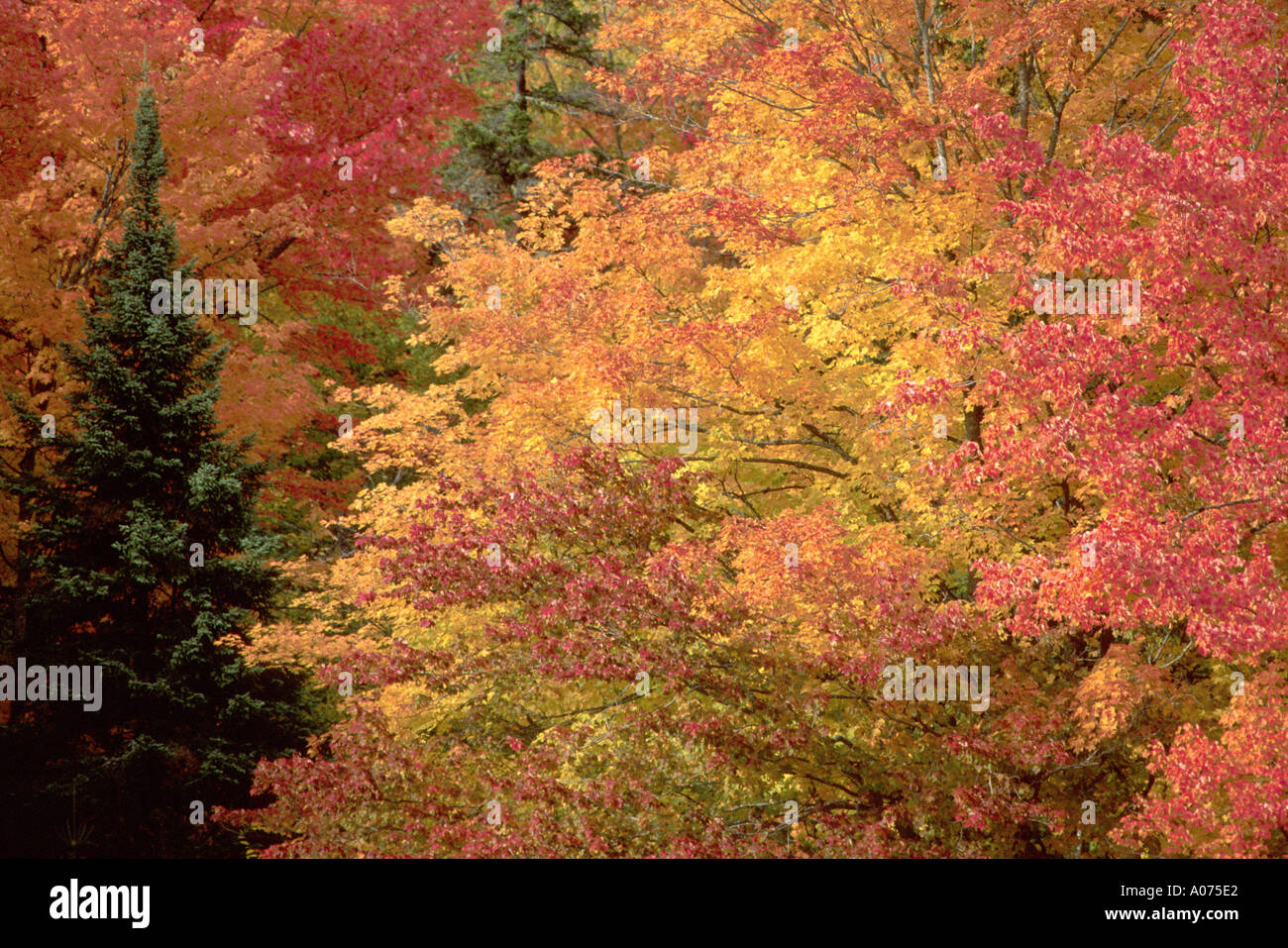 fall in New Brunswick Canada Stock Photo - Alamy