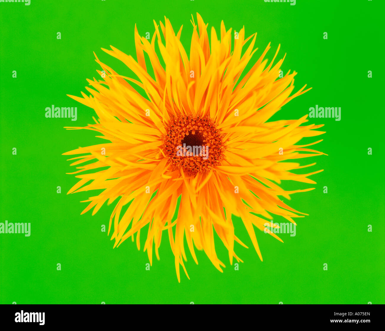 Spider gerbera hi-res stock photography and images - Alamy