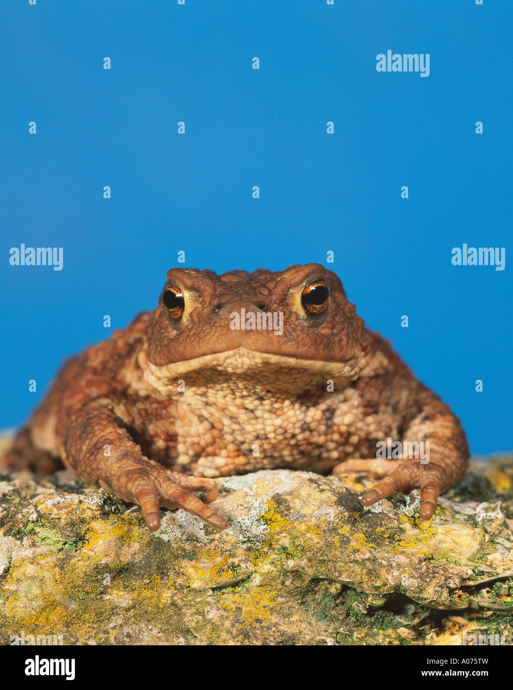 Common Toad Sitting on Stone Stock Photo - Alamy