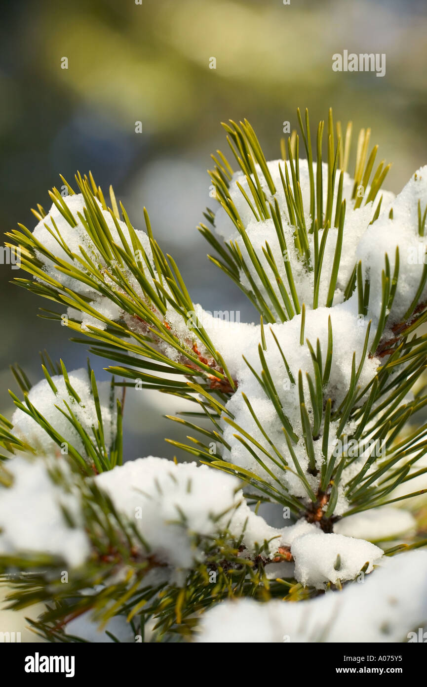 Freezing weather tips hi-res stock photography and images - Alamy