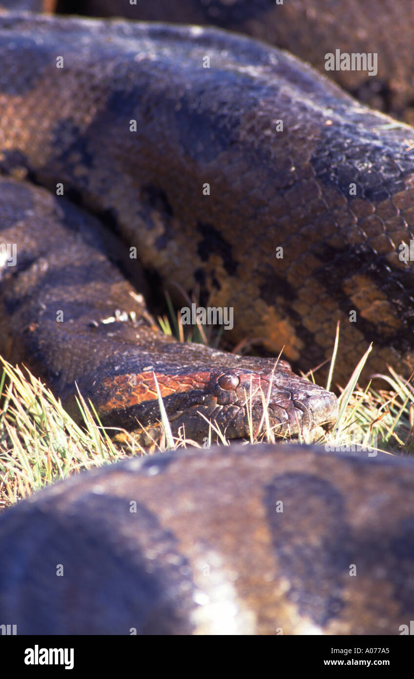 Anaconda snake Llanos Venezuela Stock Photo - Alamy