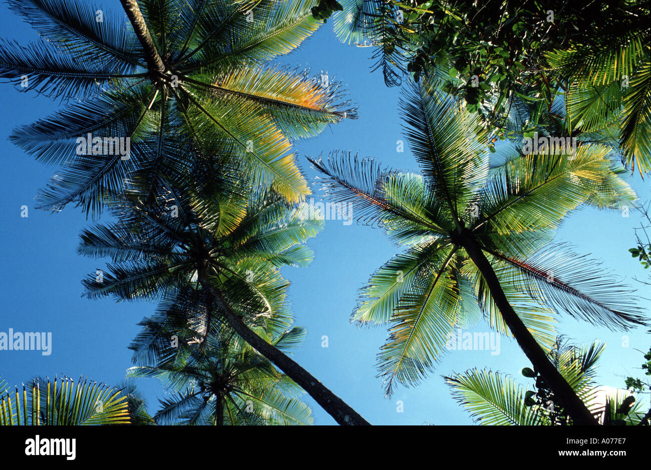 Palm Trees in Trinidad, West Indies Stock Photo - Alamy