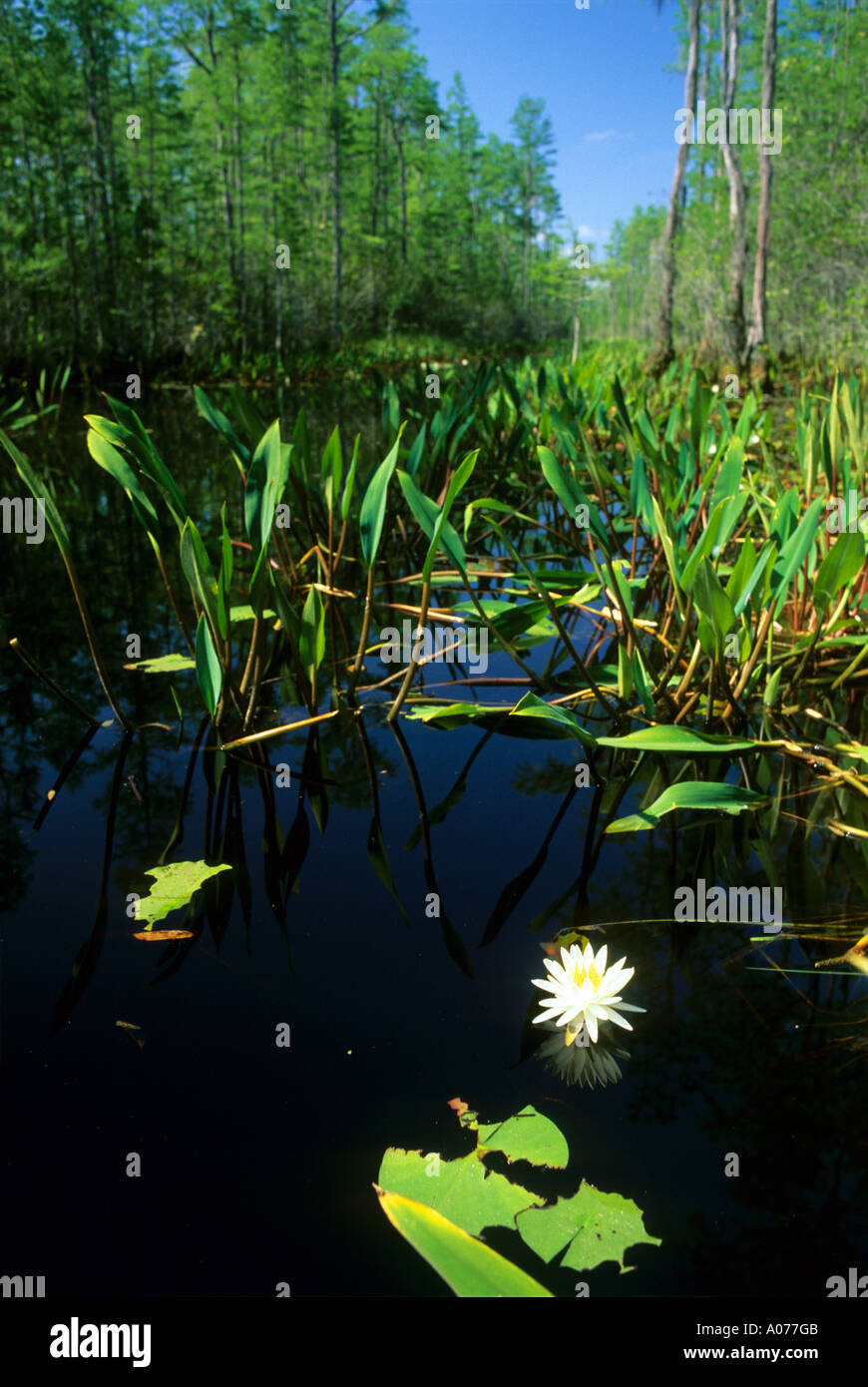 Okefenokee swamp in georgia hi-res stock photography and images - Alamy