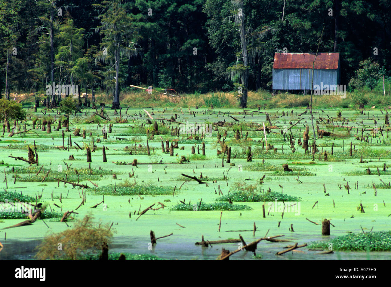 Algae covers a cypress swamp in Georgia Stock Photo - Alamy