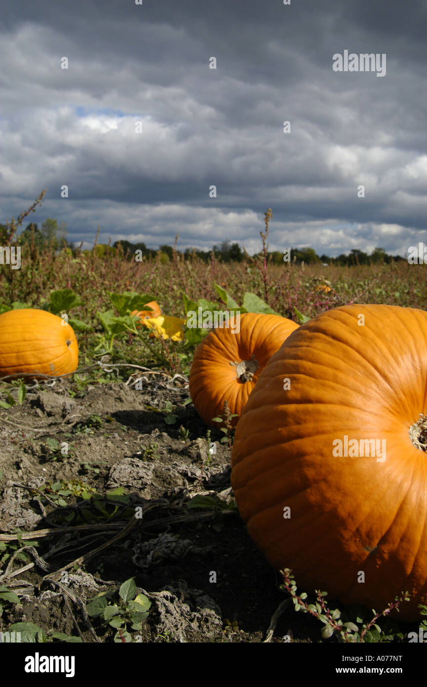 P4 hi-res stock photography and images - Alamy