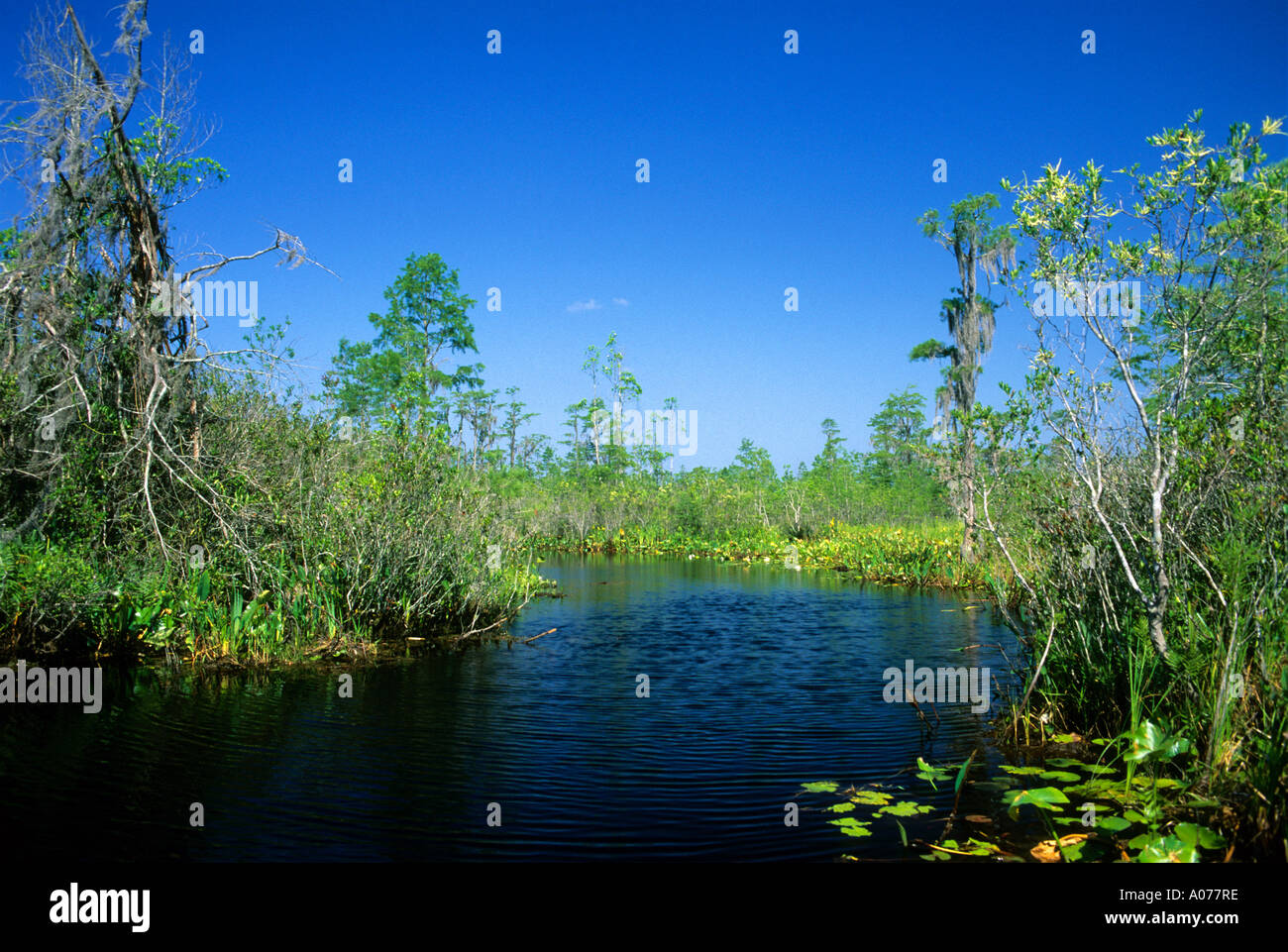 The Okefenokee Swamp in Georgia Stock Photo - Alamy