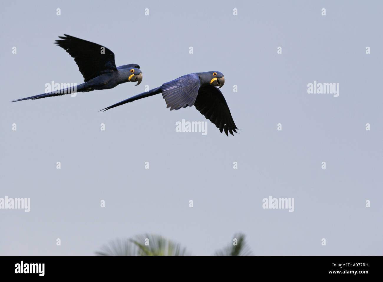 Hyacinth macaws flying Stock Photo - Alamy