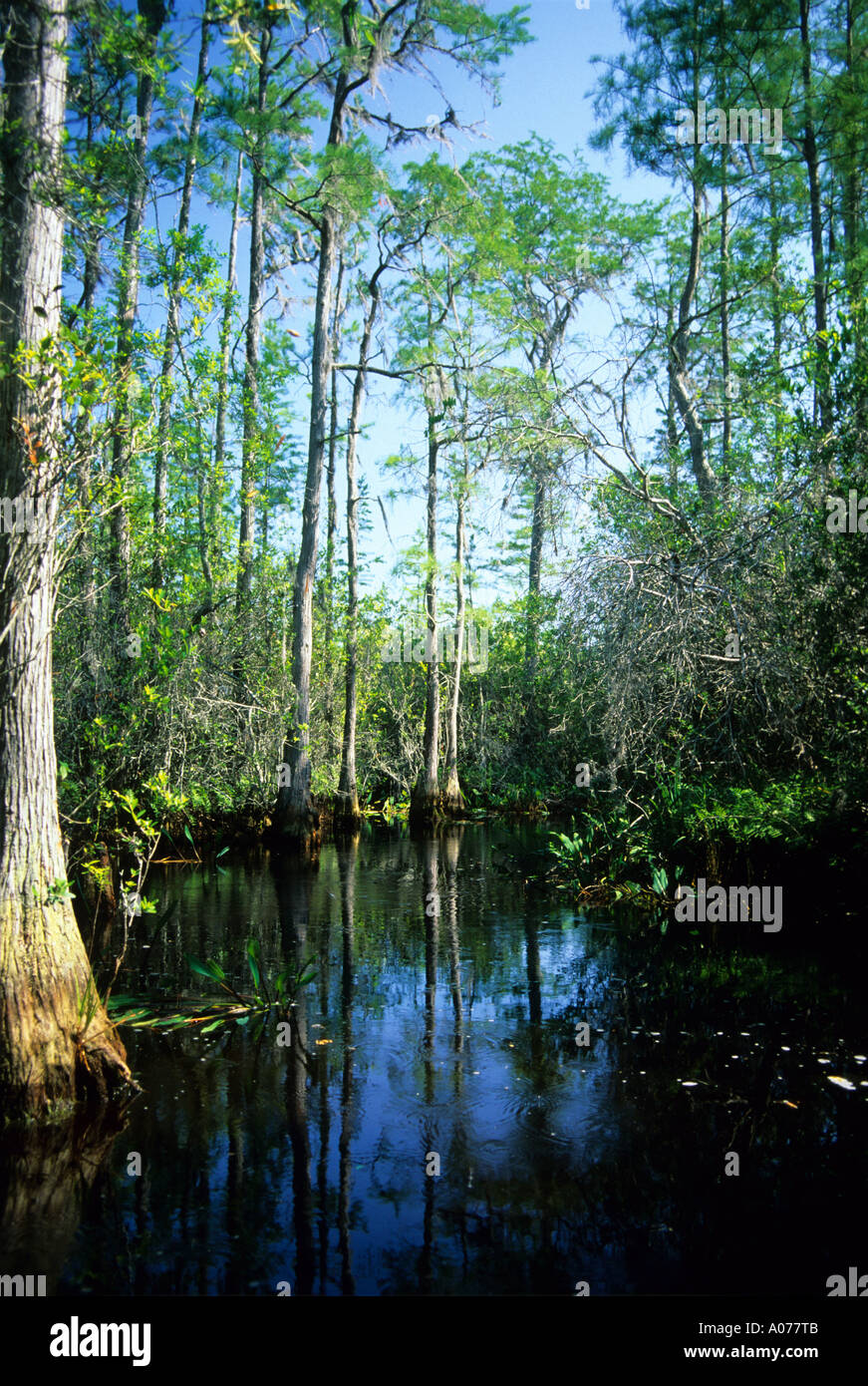 The Okefenokee Swamp in Georgia Stock Photo - Alamy