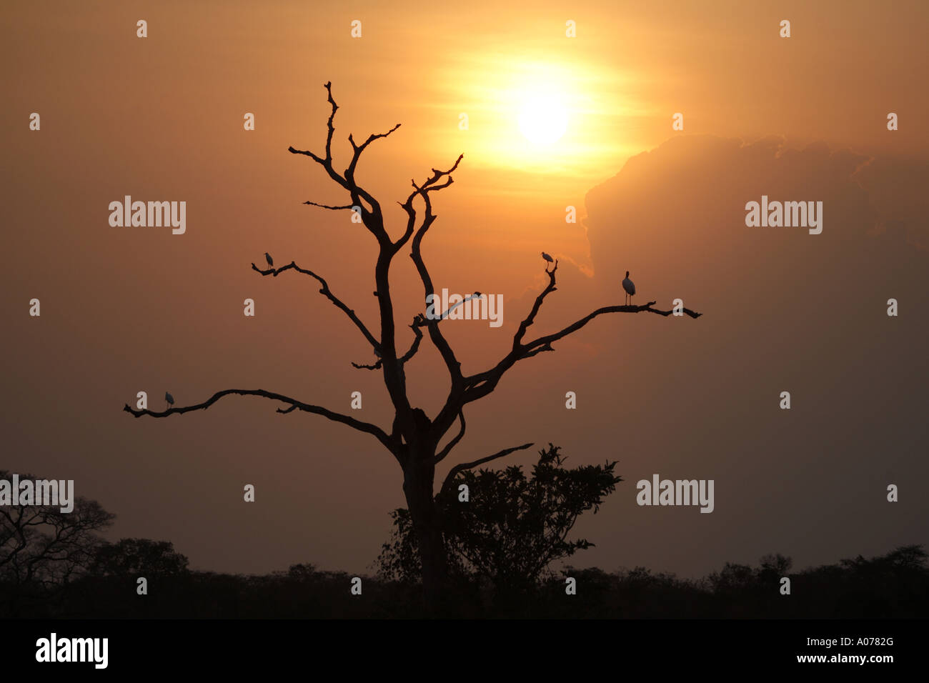 Wood stork sunset hi-res stock photography and images - Alamy