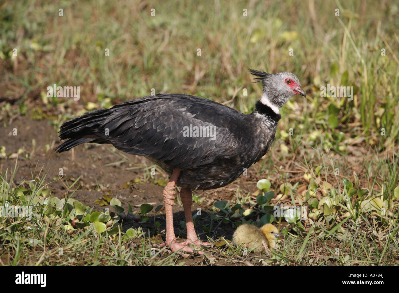 Adult Southern Screamer High Resolution Stock Photography and Images ...