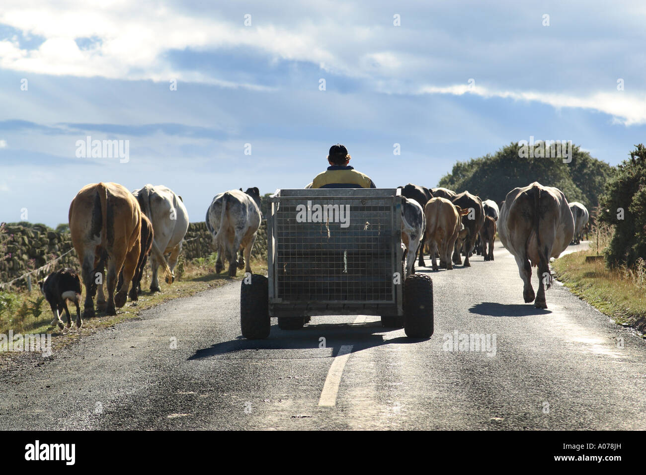 Farmer using tractor to herd cattle along country road with the help of ...